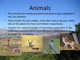 The chaparral biome | PPT