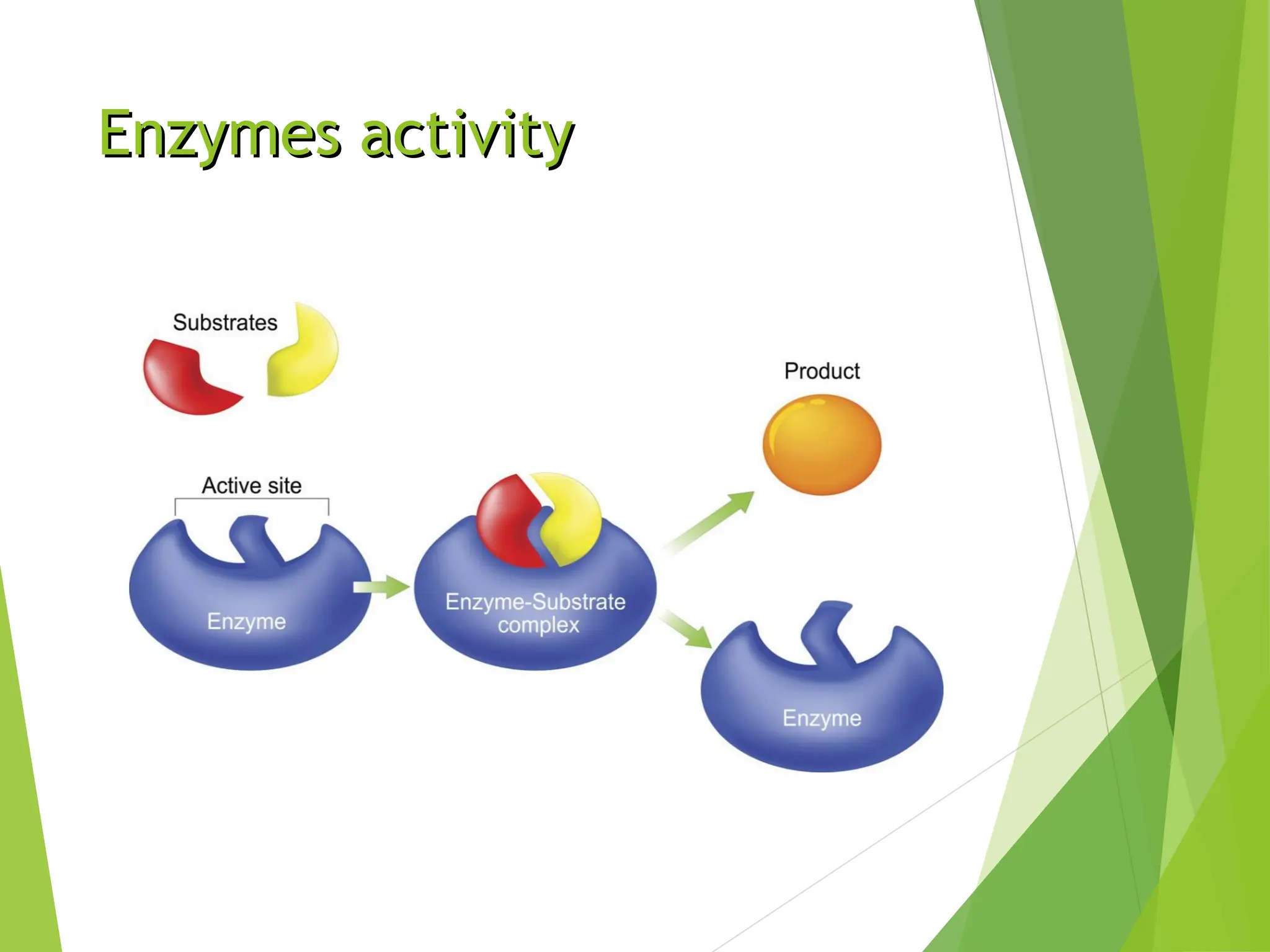 The chemical nature of enzymes, naming and classification of enzymes.ppt
