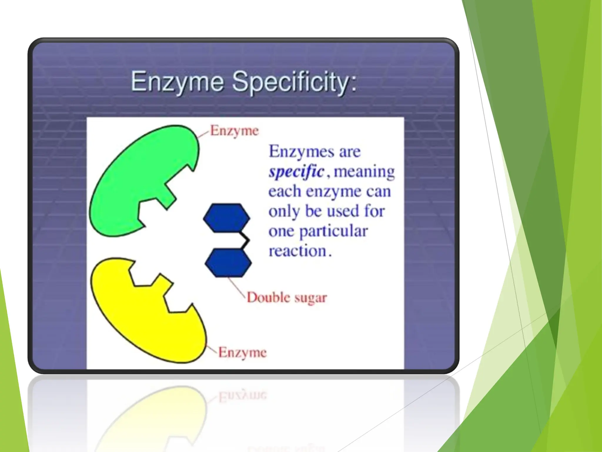 The chemical nature of enzymes, naming and classification of enzymes.ppt