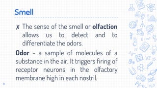 The chemical senses smell and taste | PPT