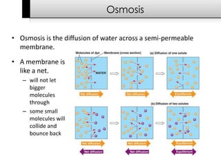 The Chemistry of H2O | PPT