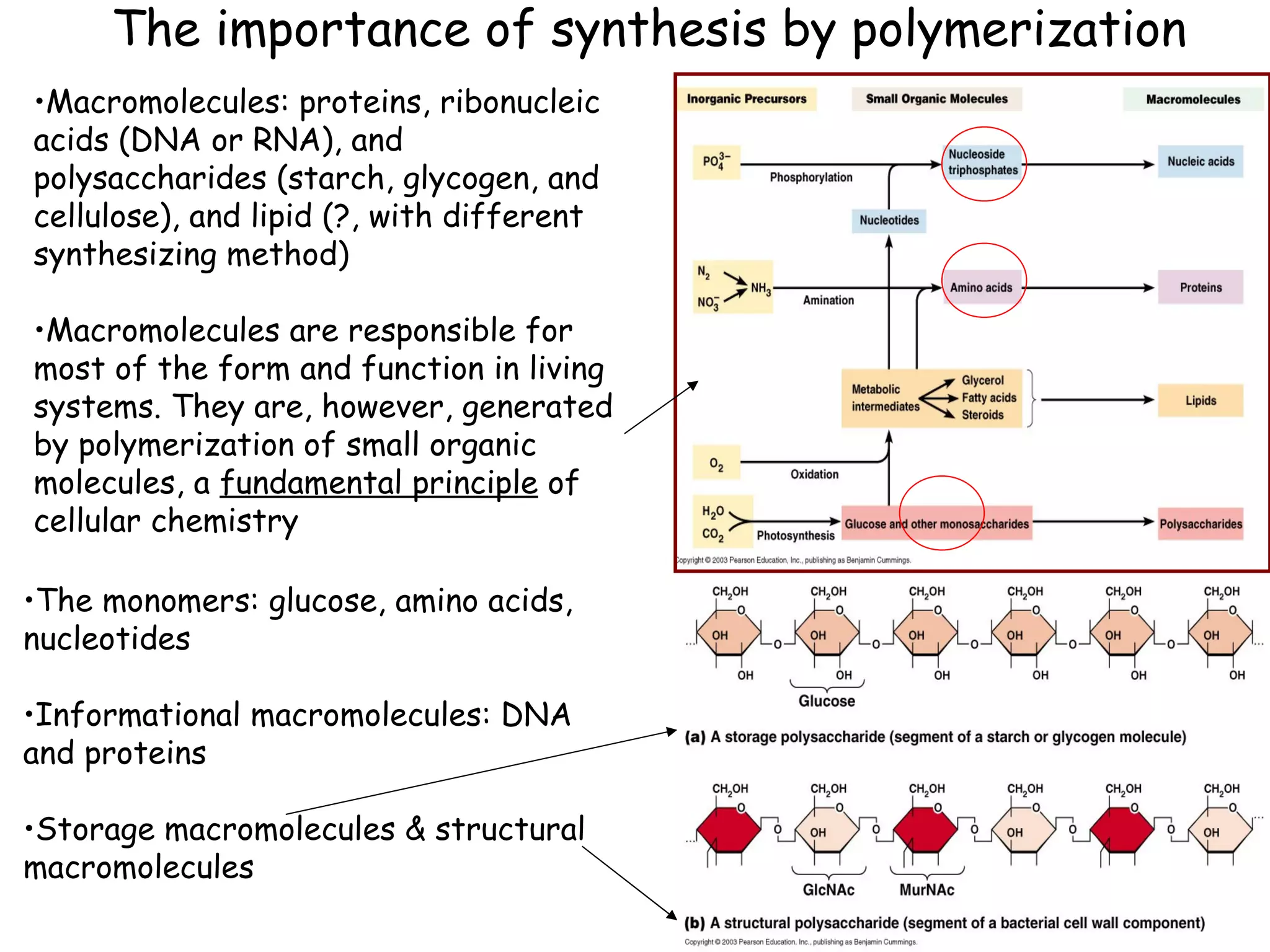 The Chemistry Of The Cell | PPT