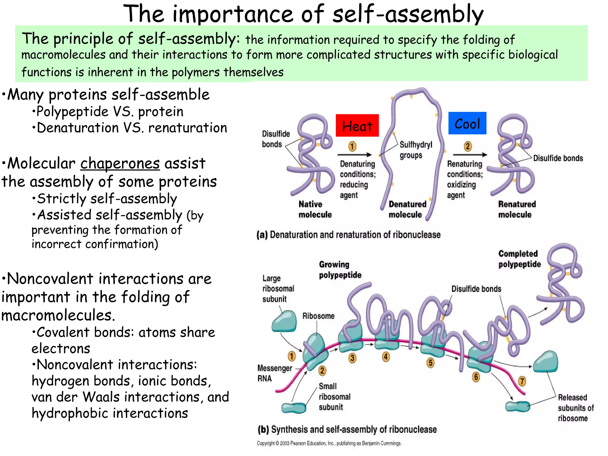 The Chemistry Of The Cell | PPT