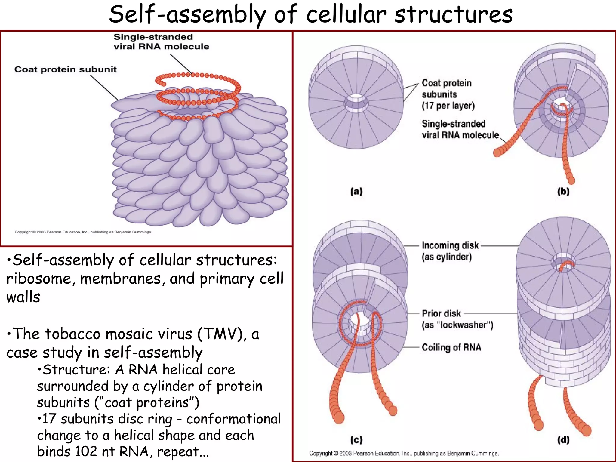 The Chemistry Of The Cell | PPT