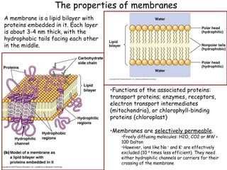 The Chemistry Of The Cell | PPT