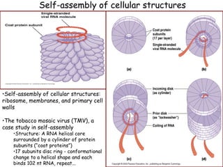 The Chemistry Of The Cell | PPT