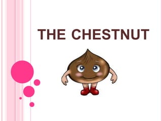 The chestnut | PPTX