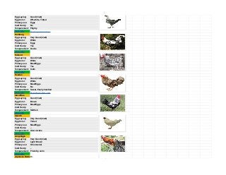 The Chicken Breed list with info.pdf