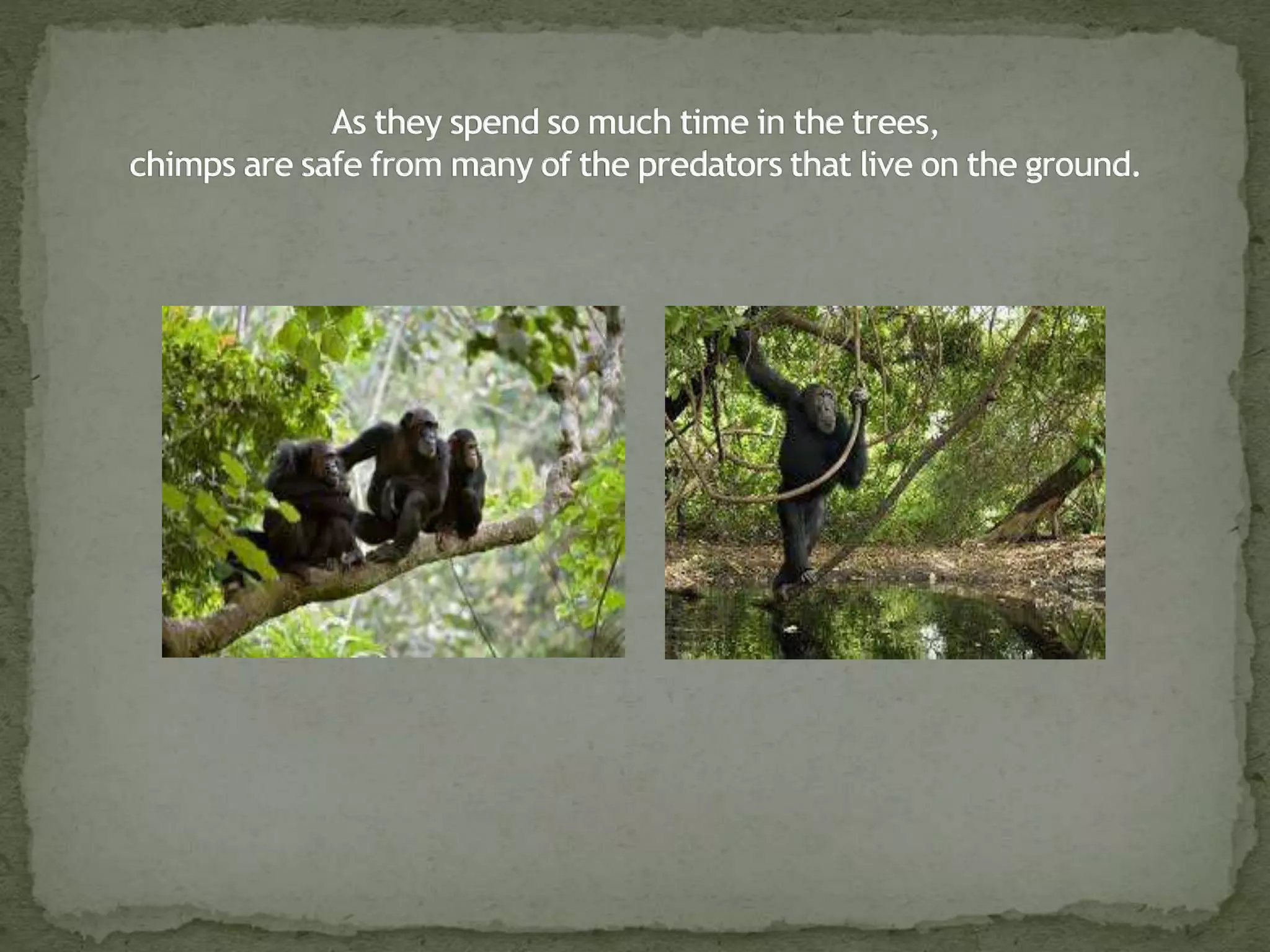 The chimpanzee by Fermin | PPT