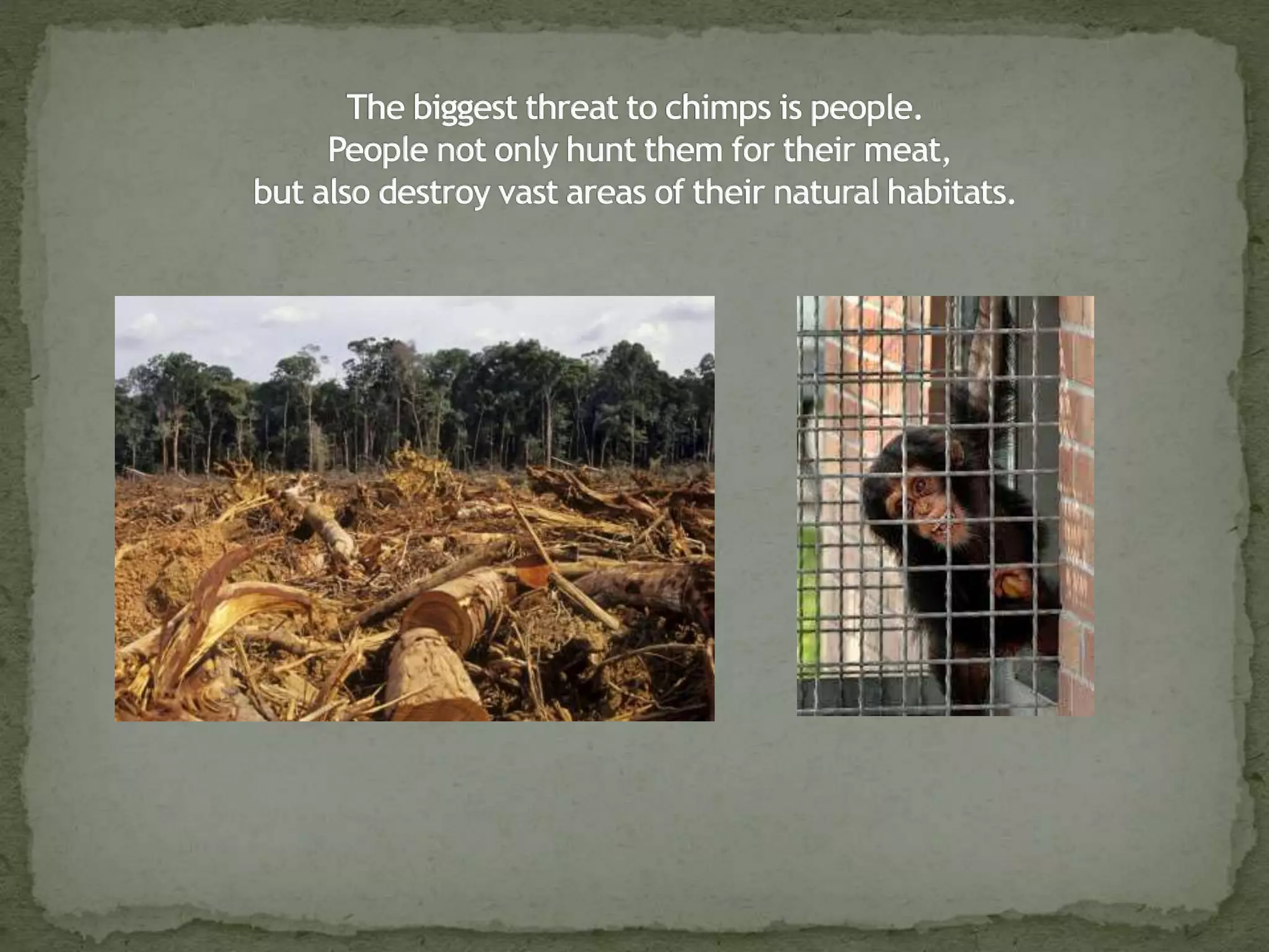 The chimpanzee by Fermin | PPT