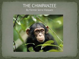 The chimpanzee by Fermin | PPT