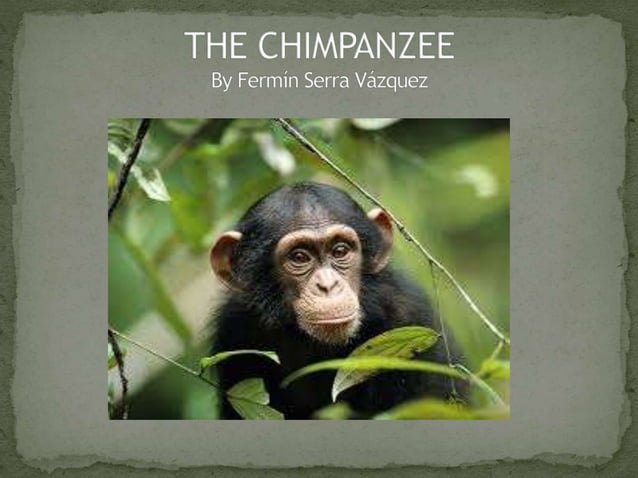The chimpanzee by Fermin | PPT
