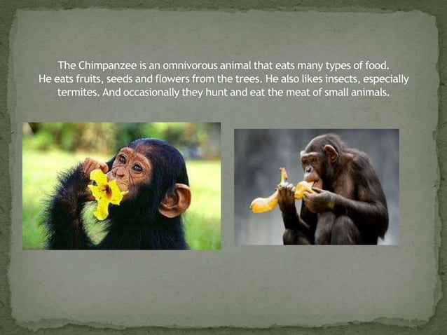 The chimpanzee by Fermin | PPT