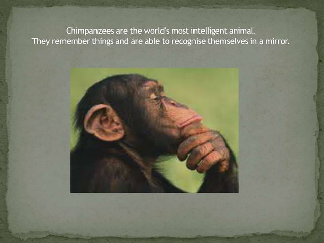 The chimpanzee by Fermin | PPT