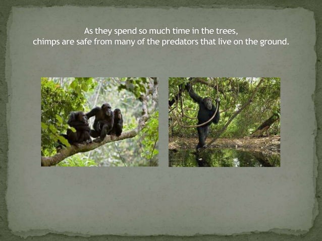 The chimpanzee by Fermin | PPT