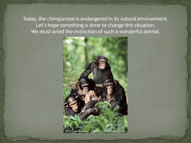 The chimpanzee by Fermin | PPT