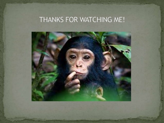 The chimpanzee by Fermin | PPT