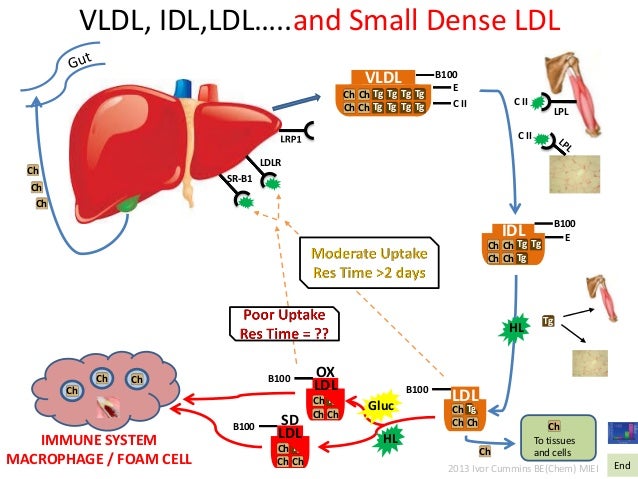The Cholesterol Conundrum: Final Cut