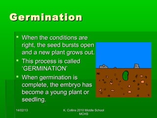 The circle of life seeds and germination | PPT