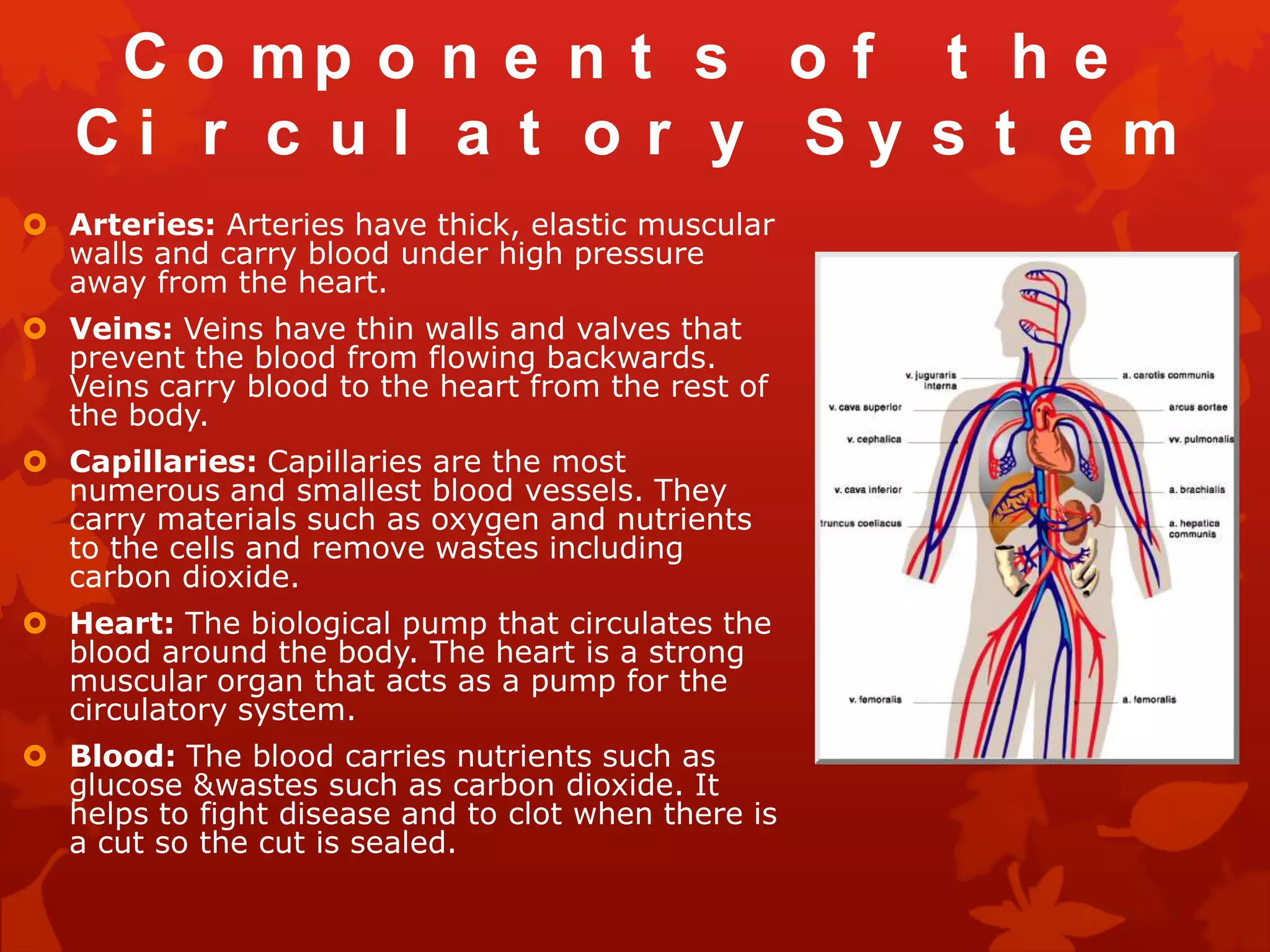 The circulatory system | PPT