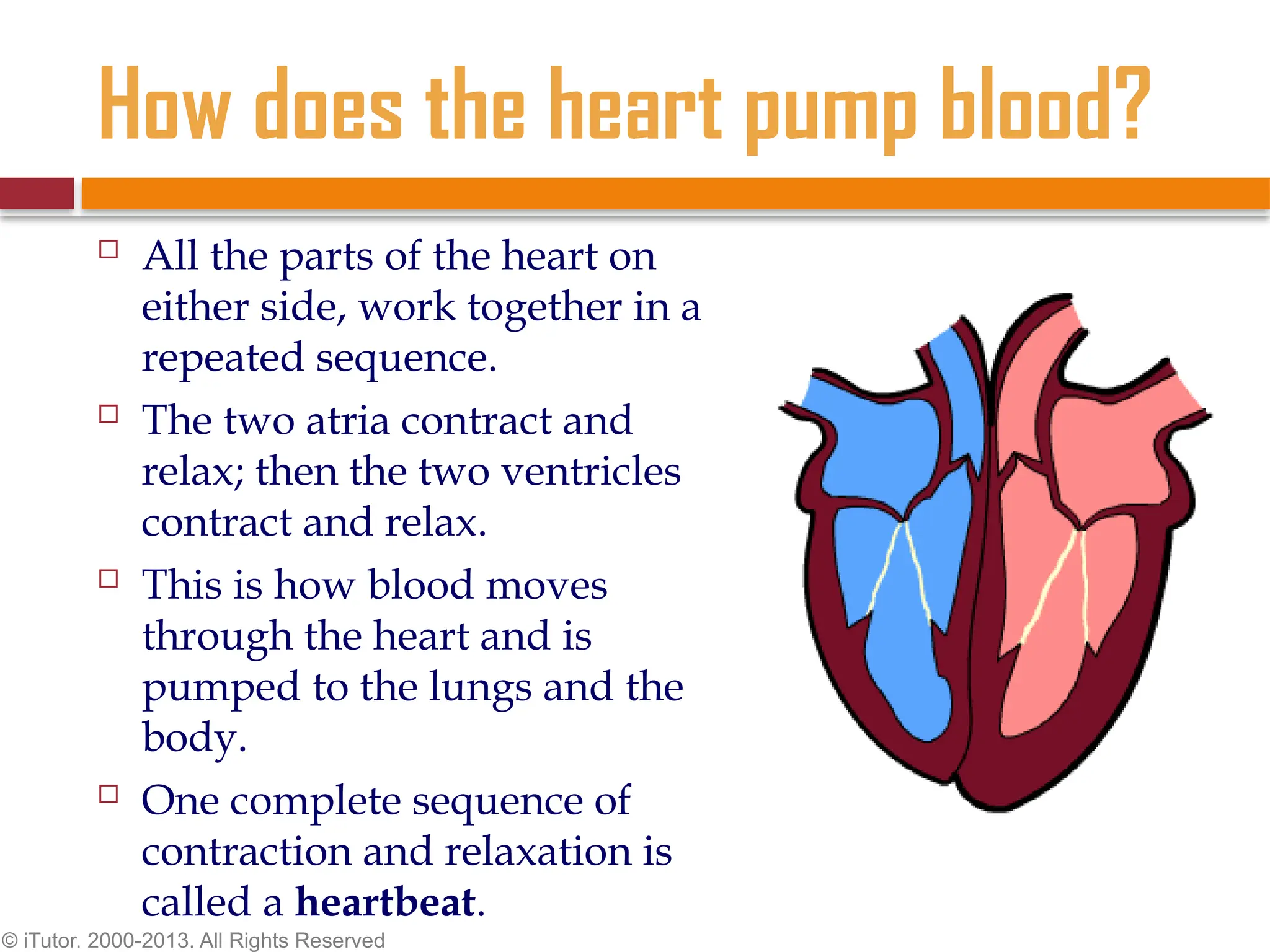 thecirculatorysystem-130618021608-phpapp01.pptx