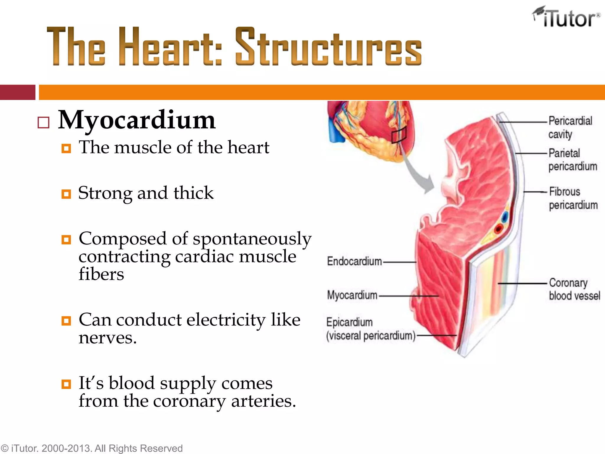 The Circulatory System | PPTX
