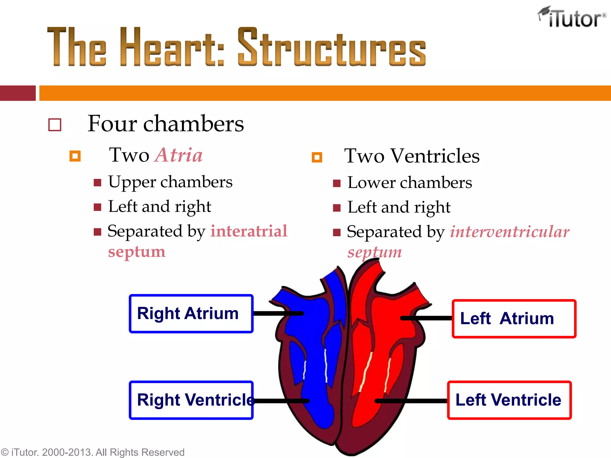 The Circulatory System | PPTX