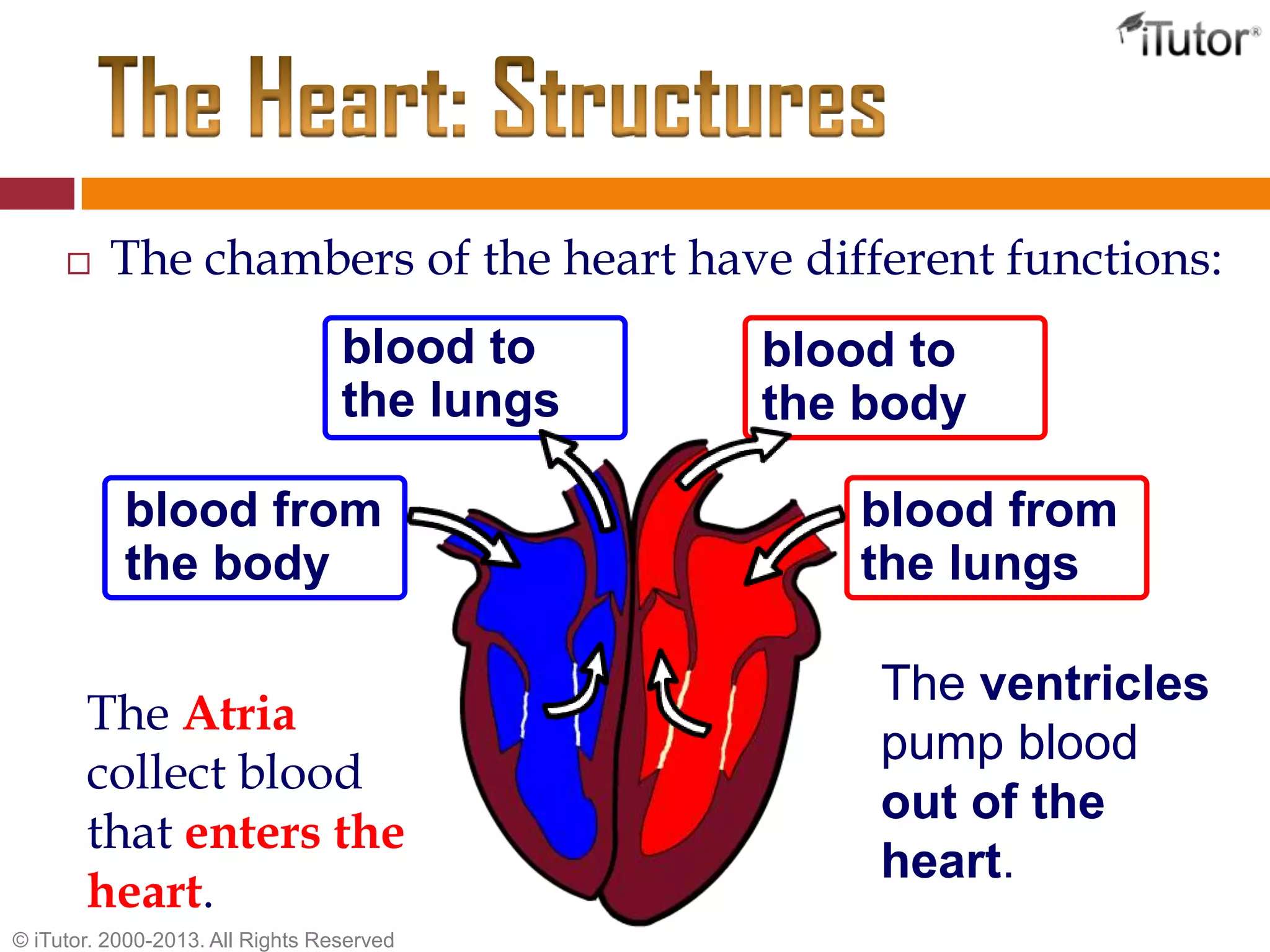 The Circulatory System | PPTX