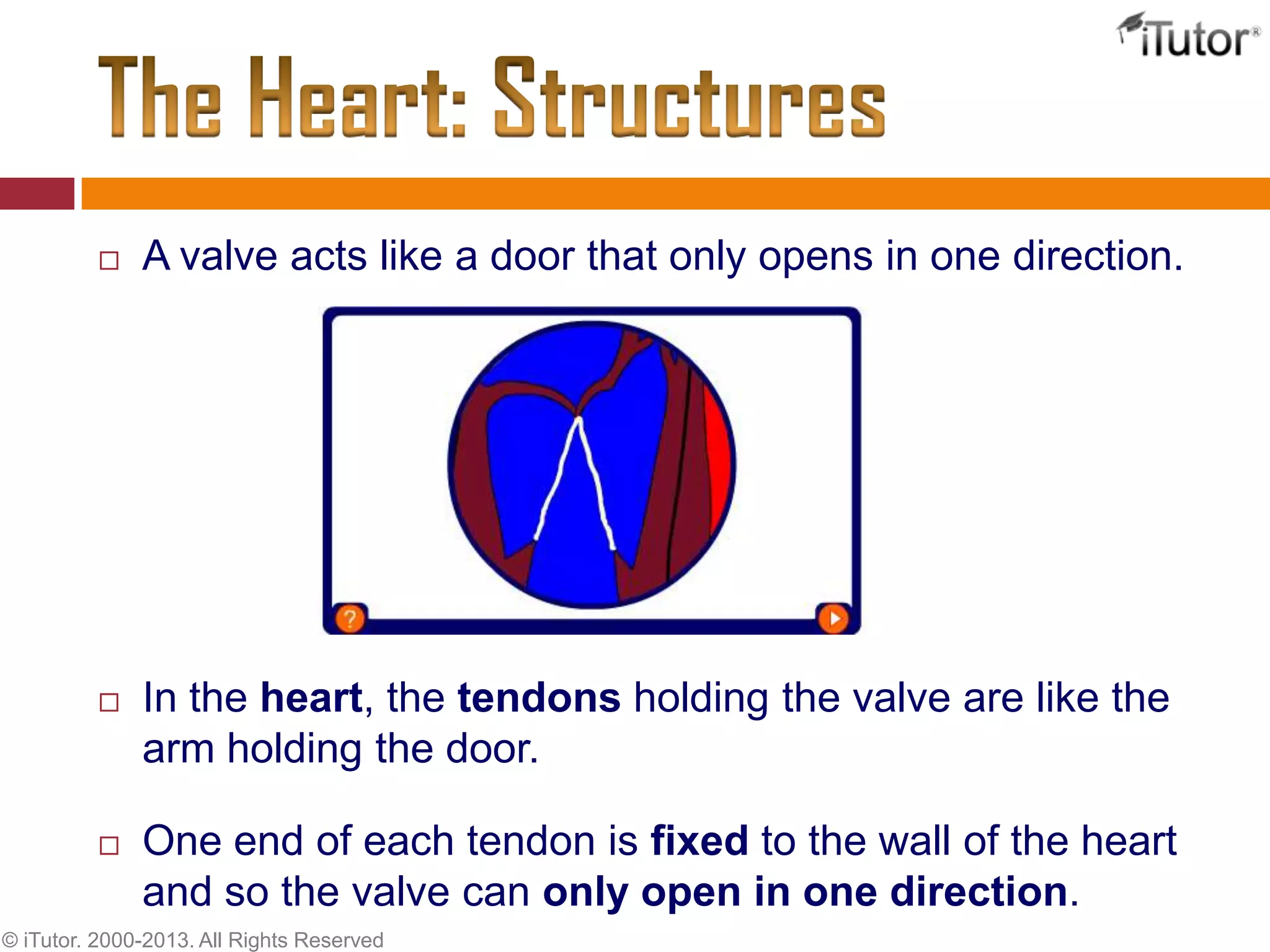 The Circulatory System | PPTX