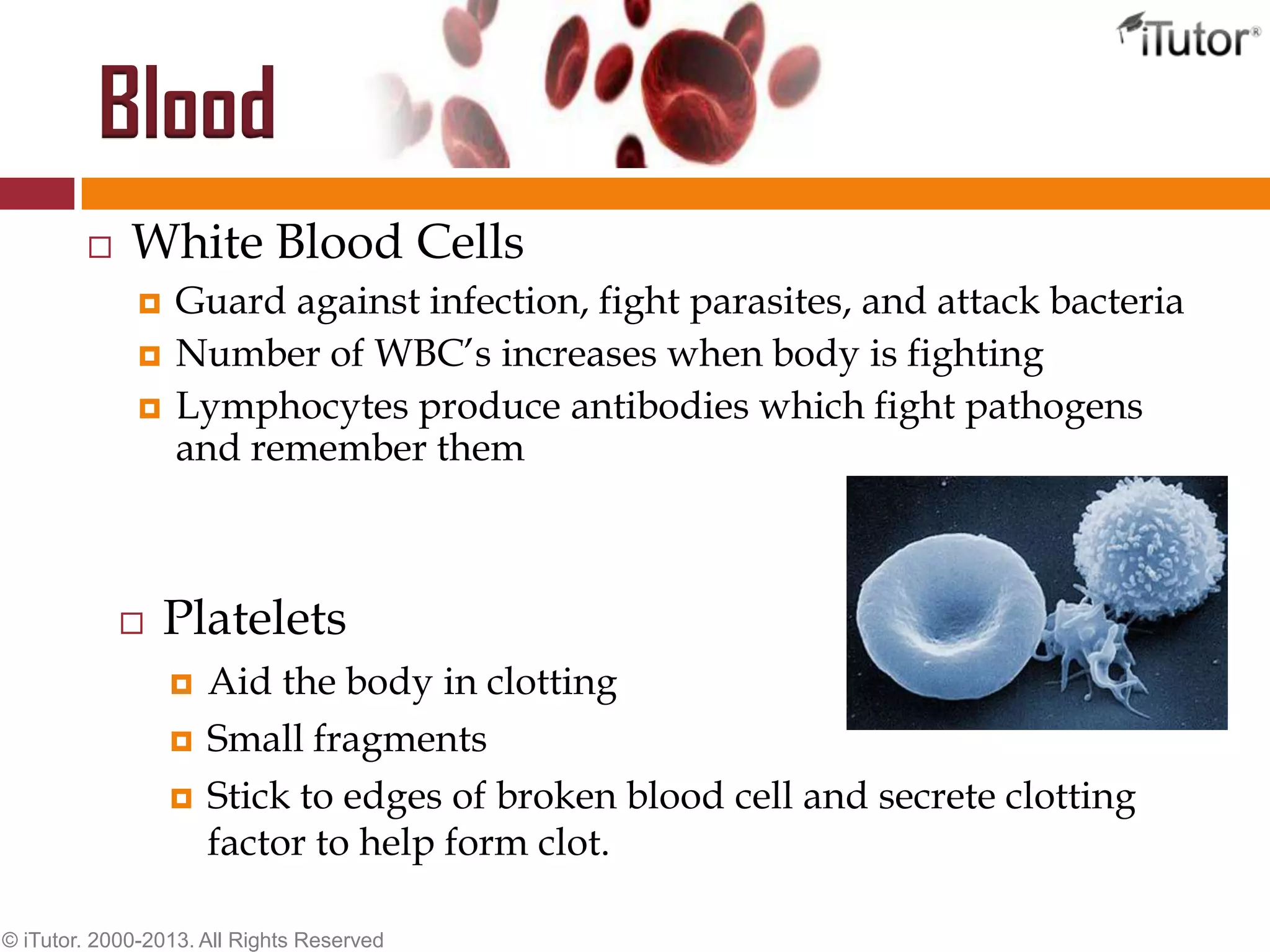 The Circulatory System | PPTX