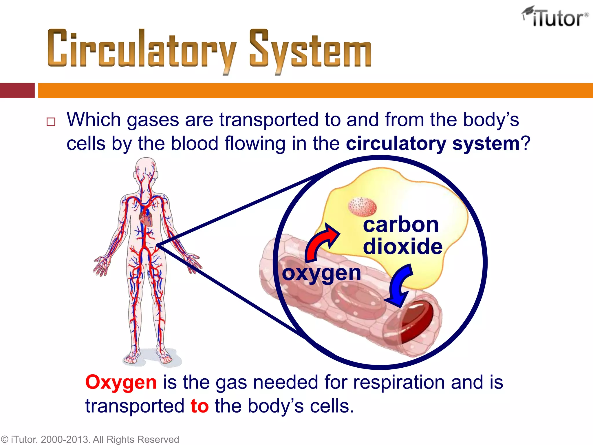 The Circulatory System | PPTX