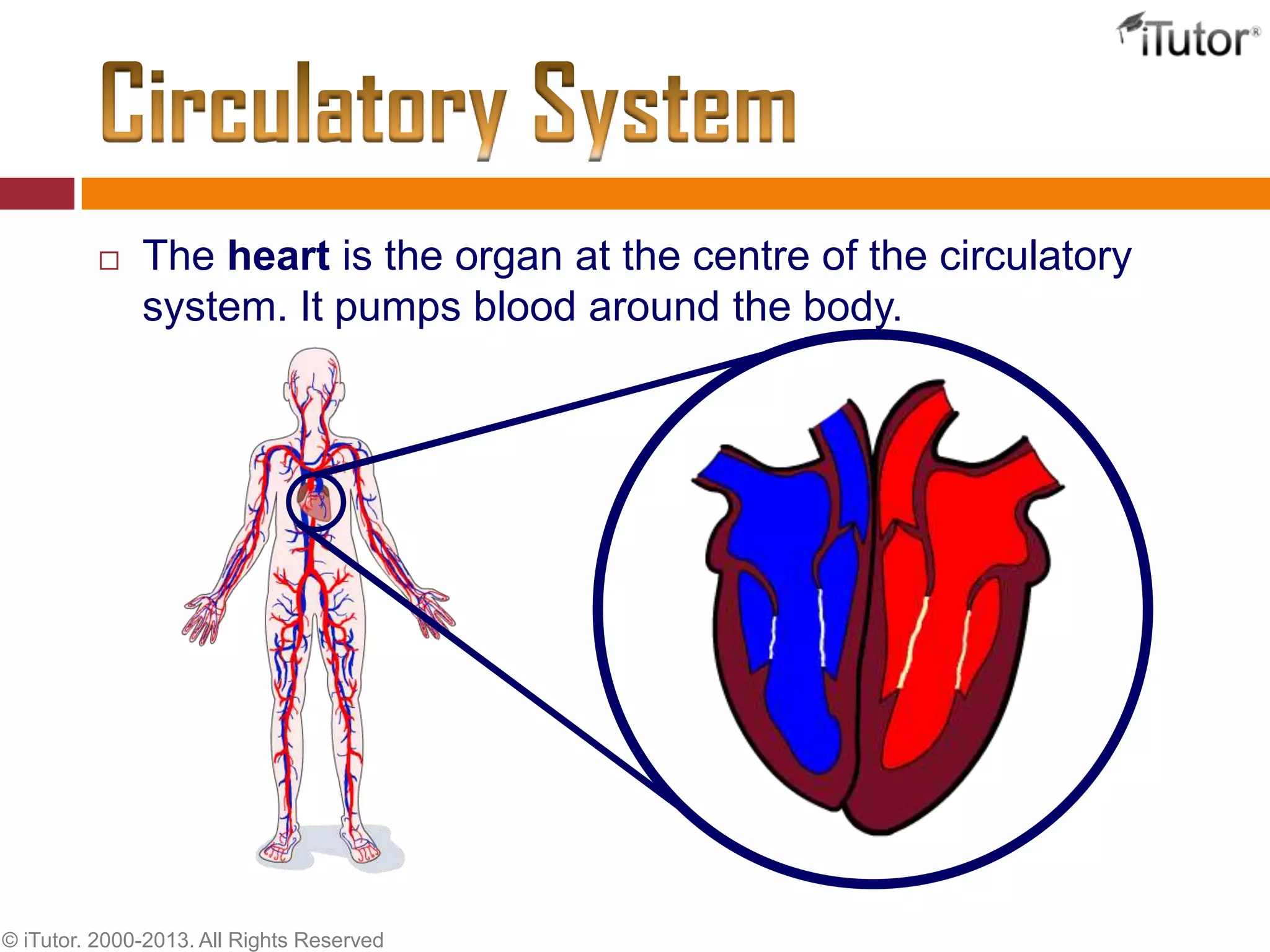 The Circulatory System | PPTX