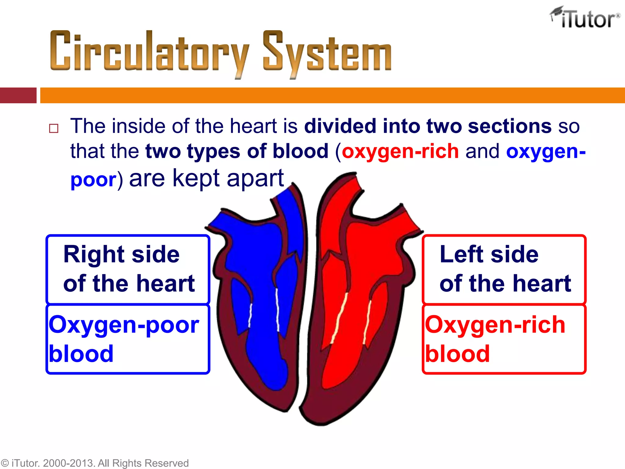 The Circulatory System | PPTX