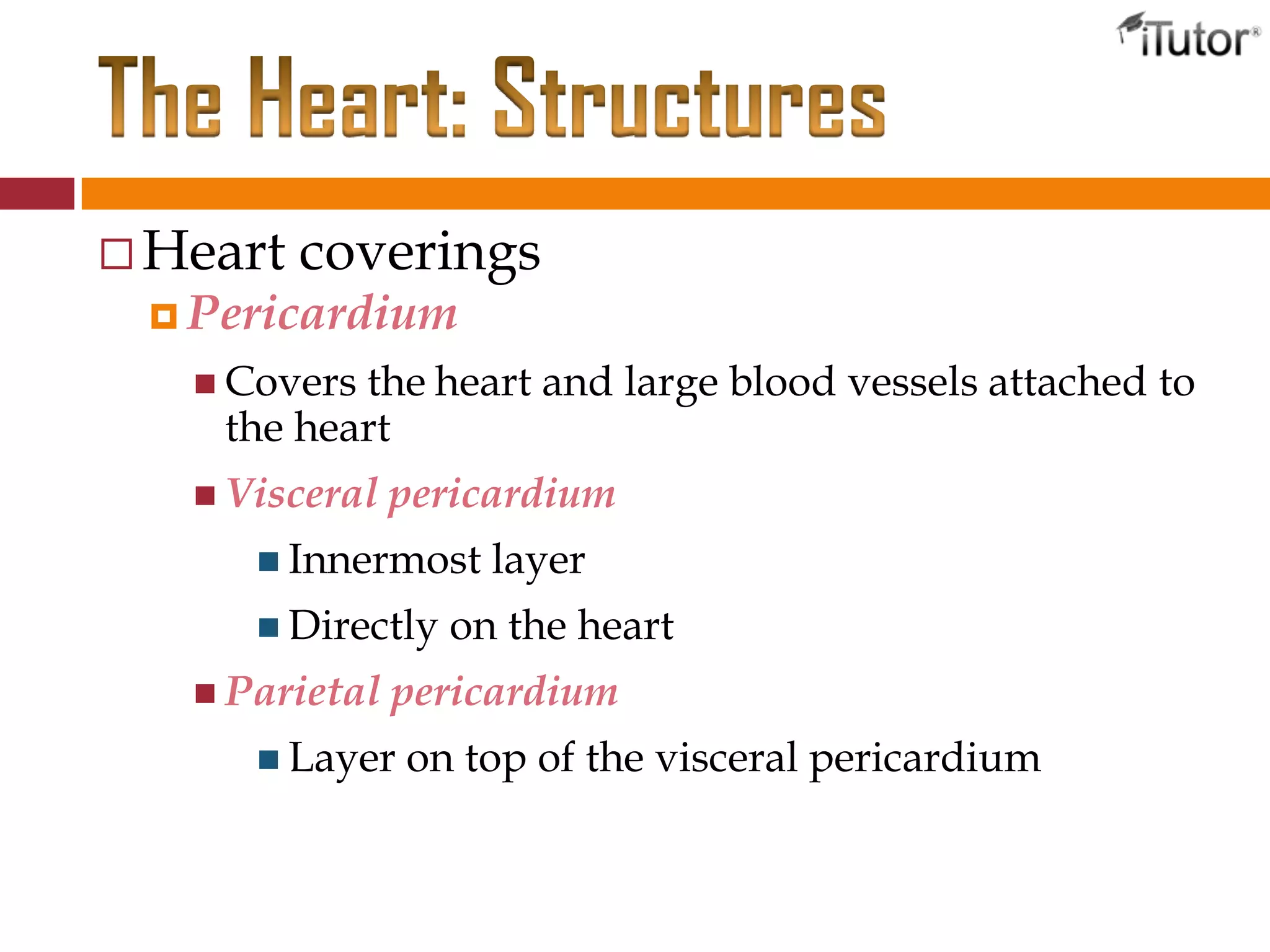 The Circulatory System | PPTX