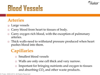 The Circulatory System | PPTX