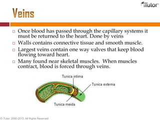 The Circulatory System | PPTX