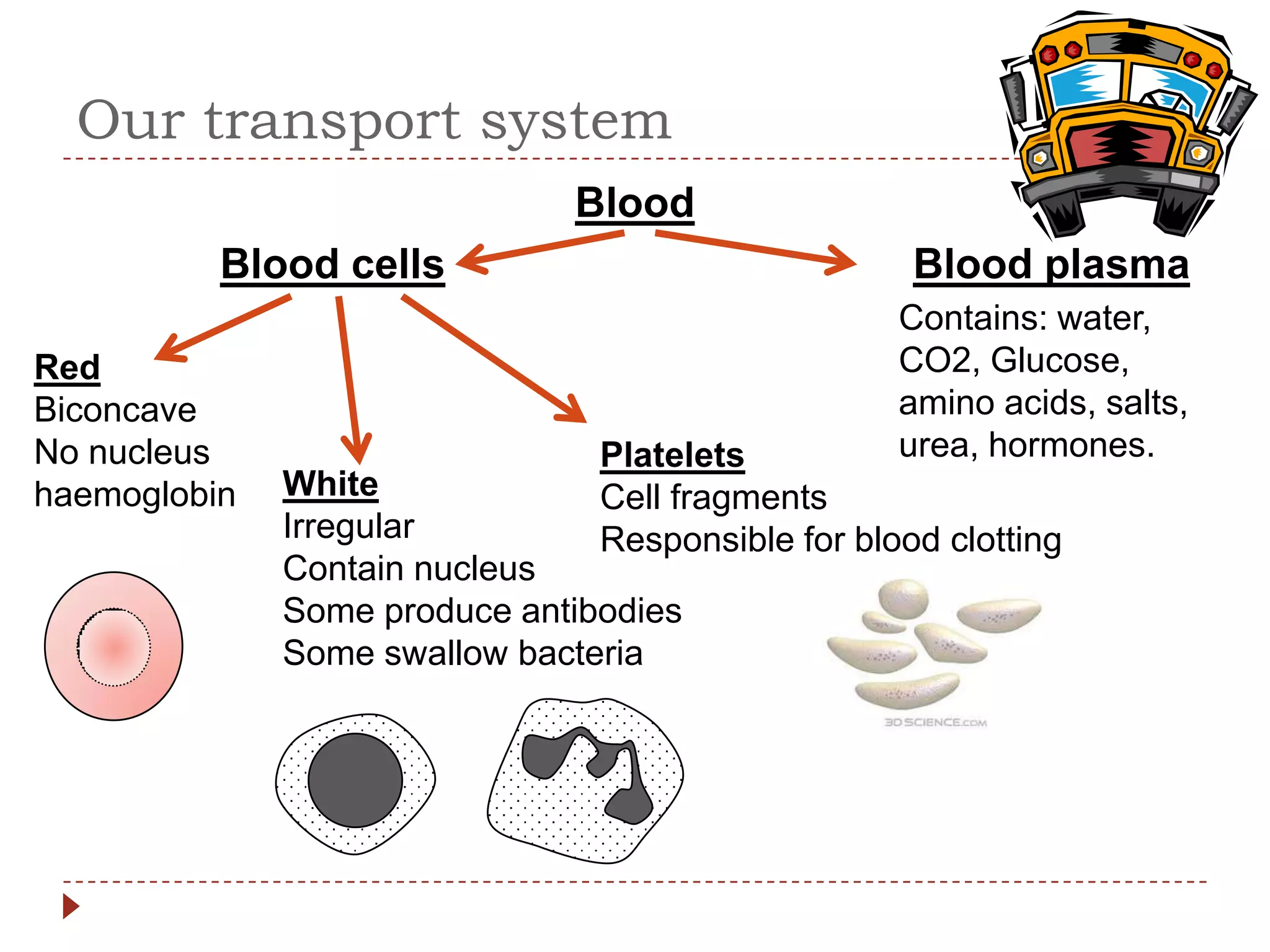 The circulatory system | PPTX