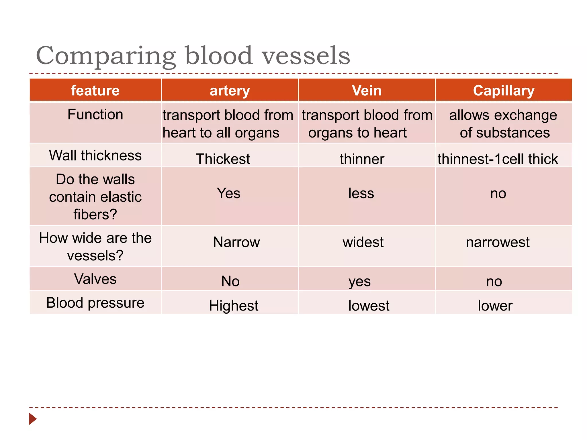 The circulatory system | PPTX