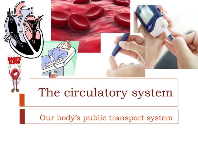 The circulatory system | PPT