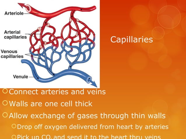 The Circulatory System Complete Info Ppt