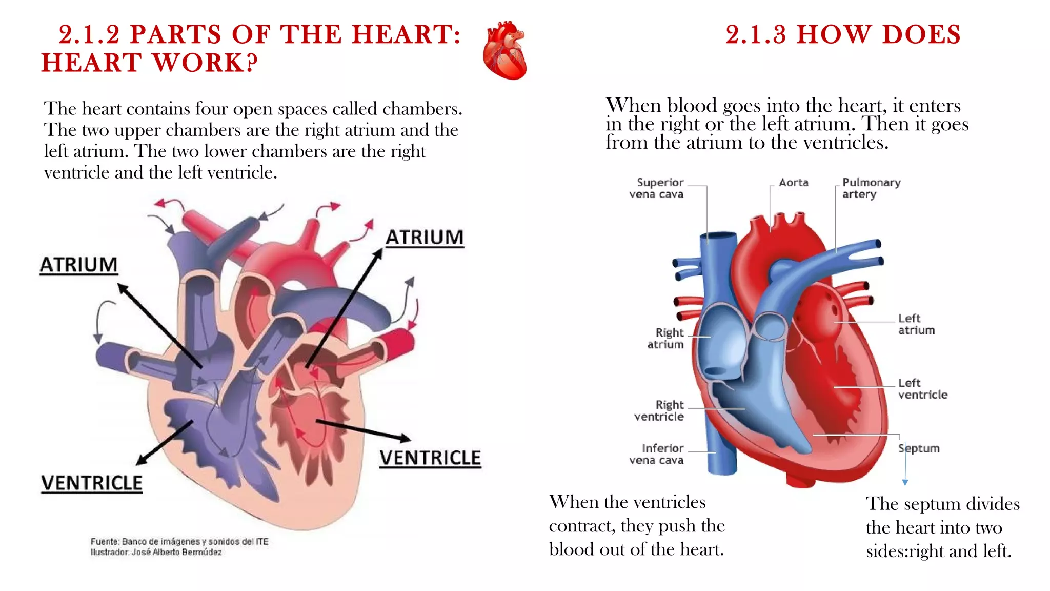 The circulatory system | PPT | Heart and Cardiovascular Diseases ...