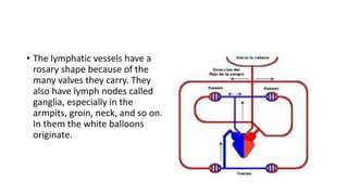 The circulatory system | PPT