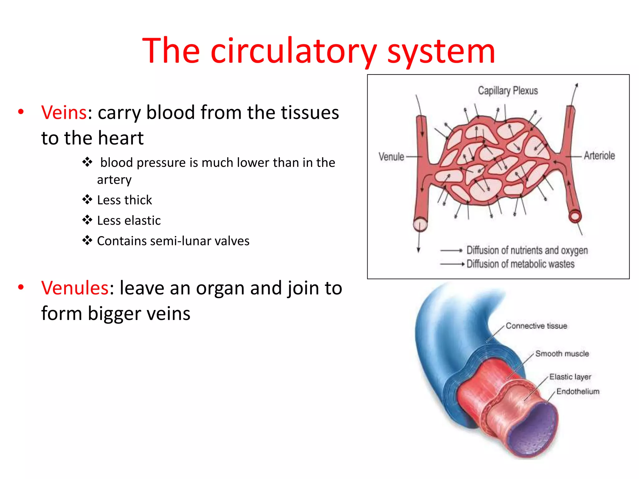 The circulatory system | PPTX