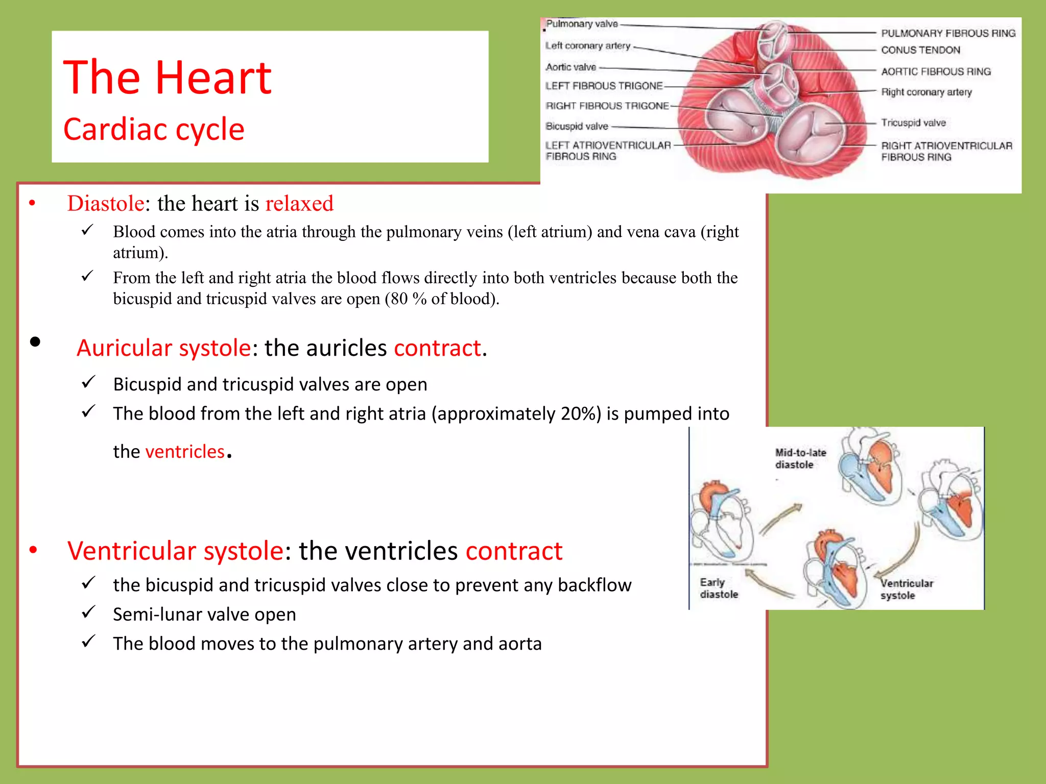 The circulatory system | PPTX