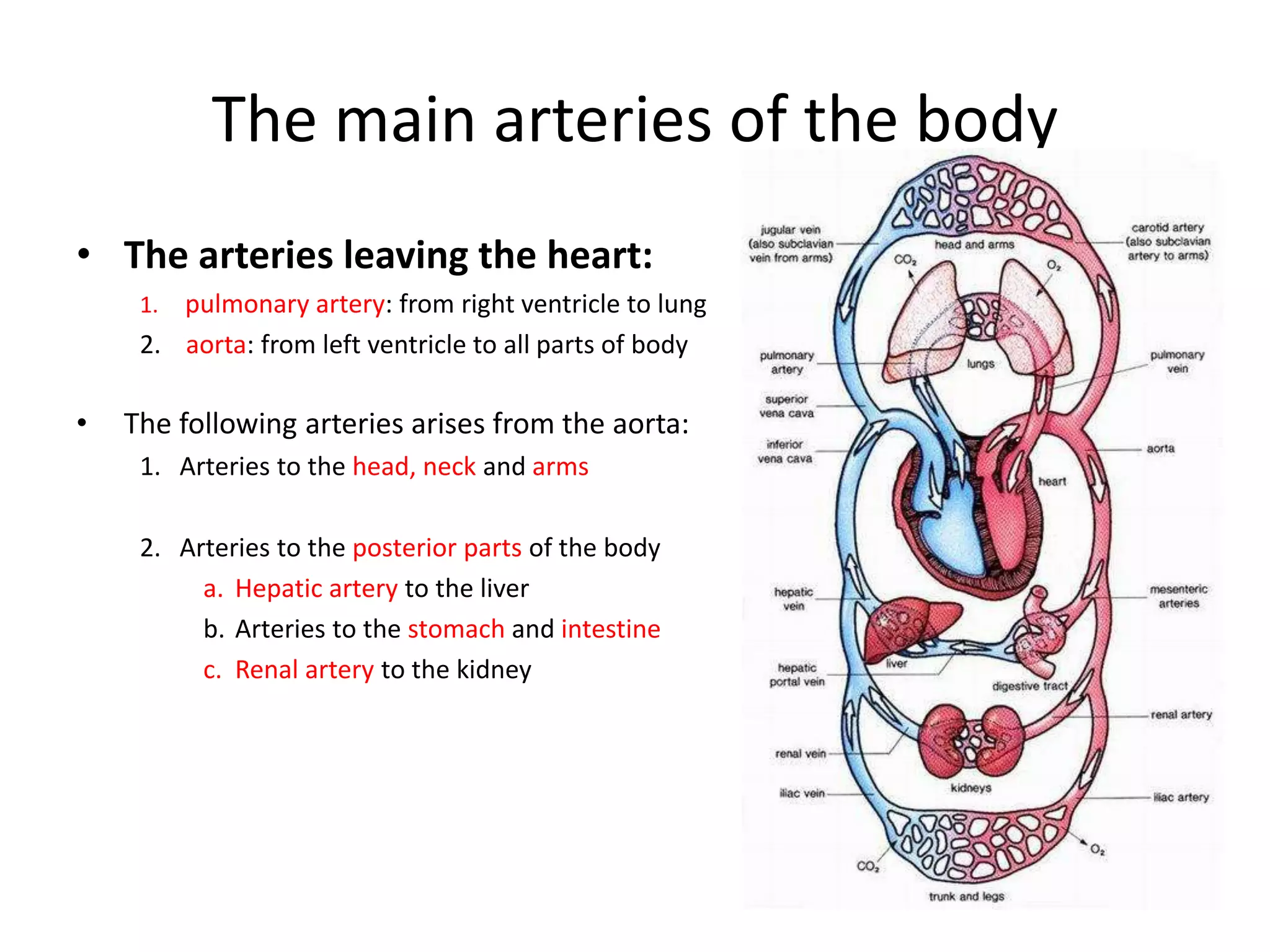 The circulatory system | PPTX