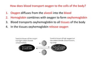 The circulatory system | PPT