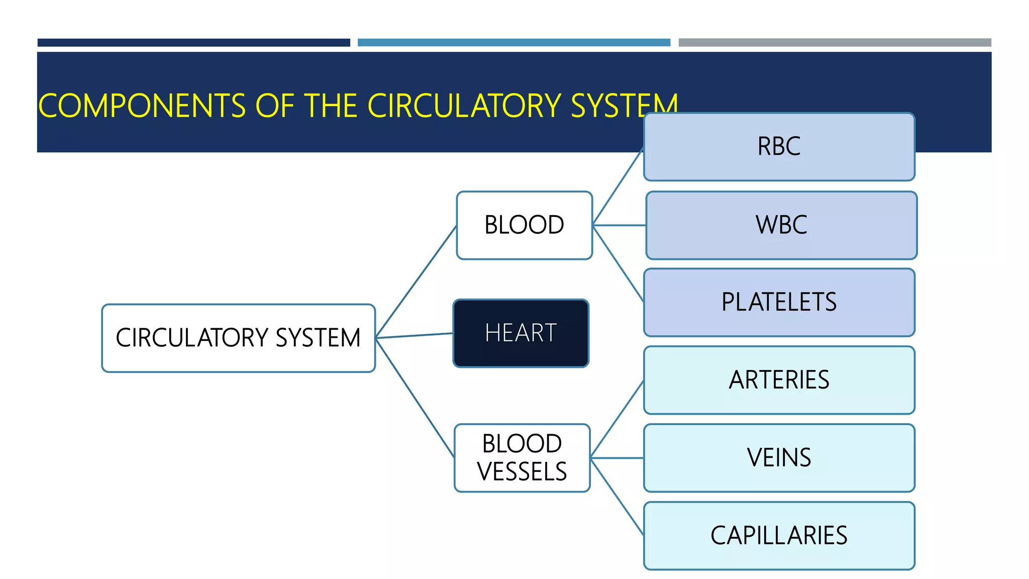 The circulatory system | PPTX