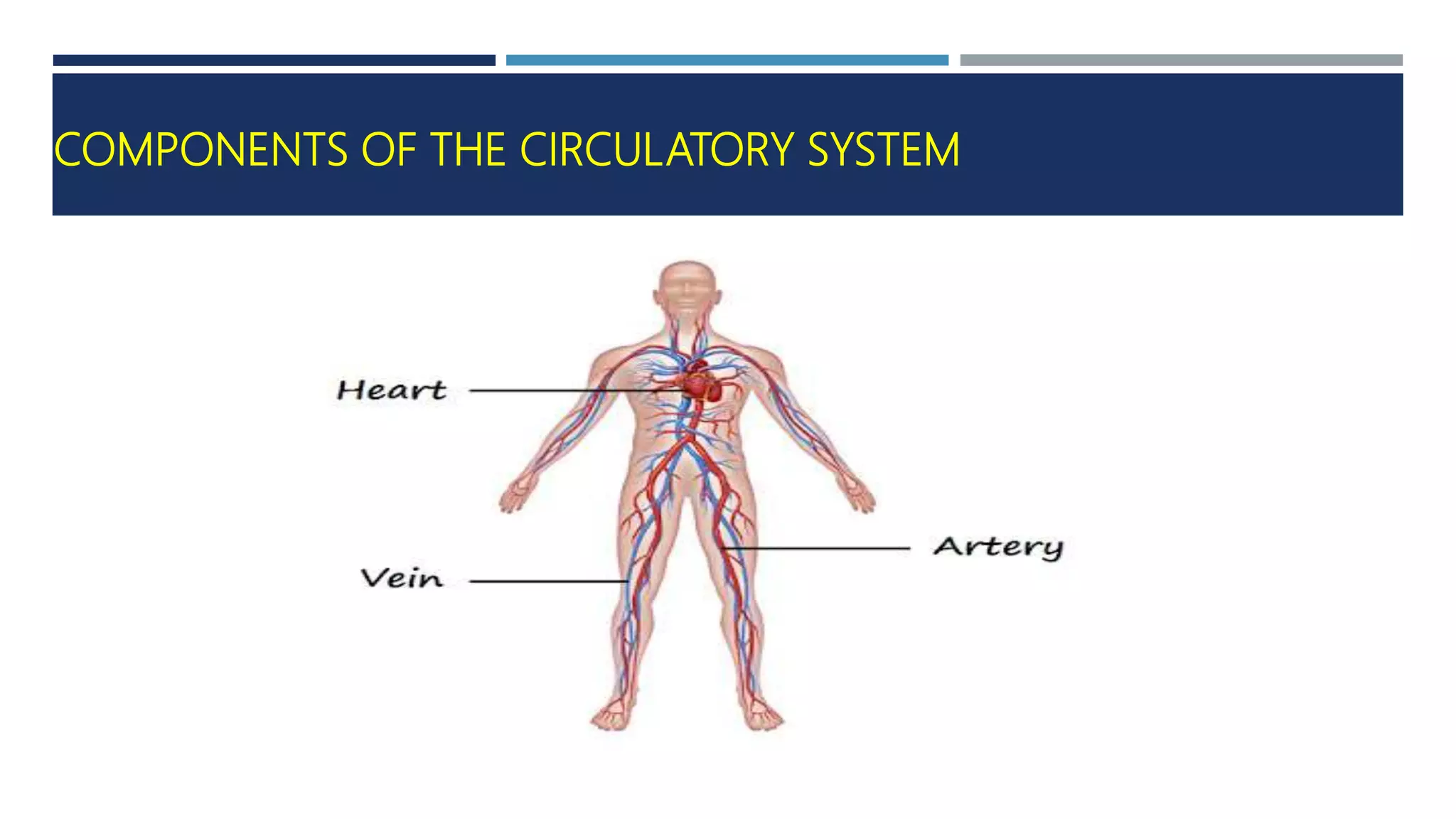 The circulatory system | PPTX