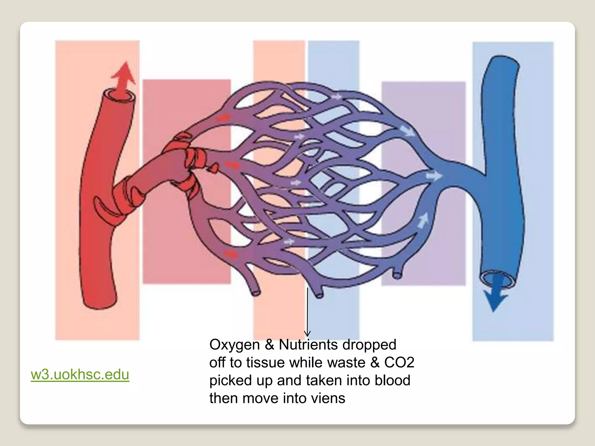 The Circulatory System.ppt