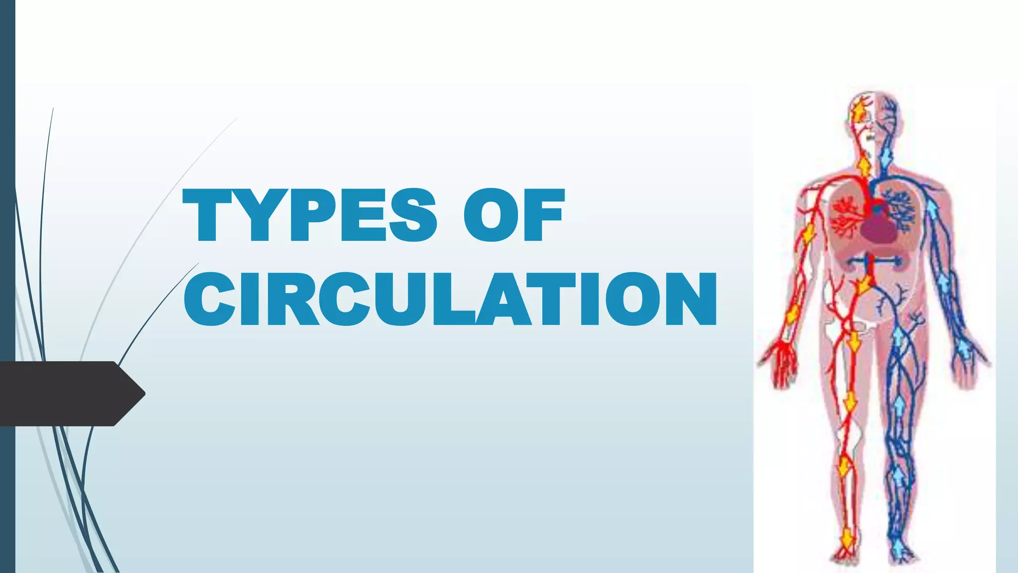 The Circulatory System.pptx
